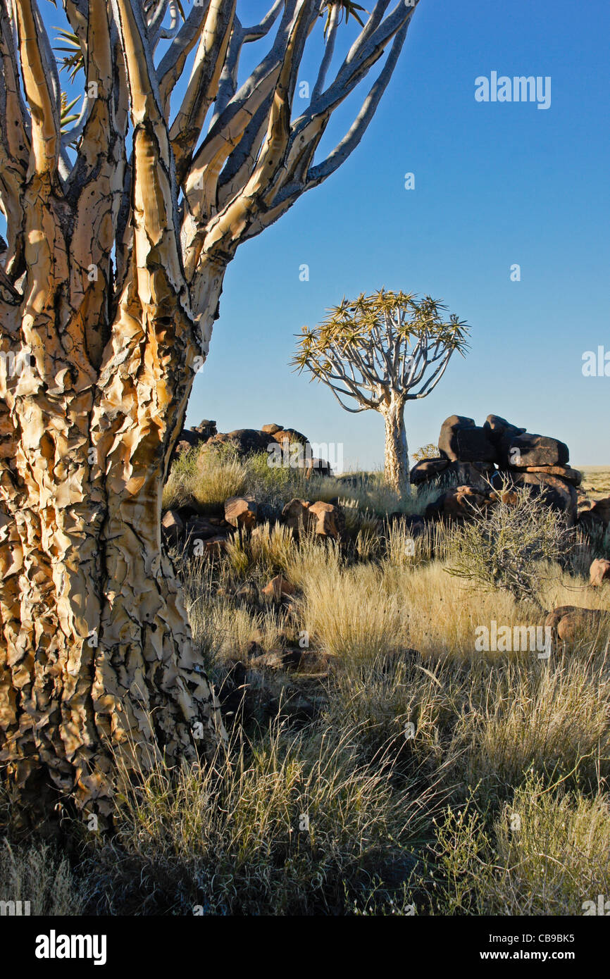 Garas quiver tree park hi-res stock photography and images - Alamy