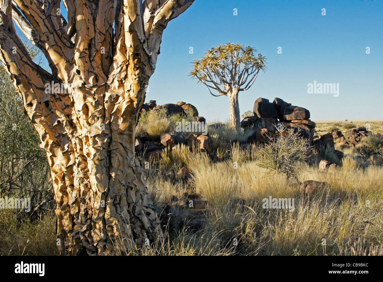 Garas quiver tree park hi-res stock photography and images - Alamy