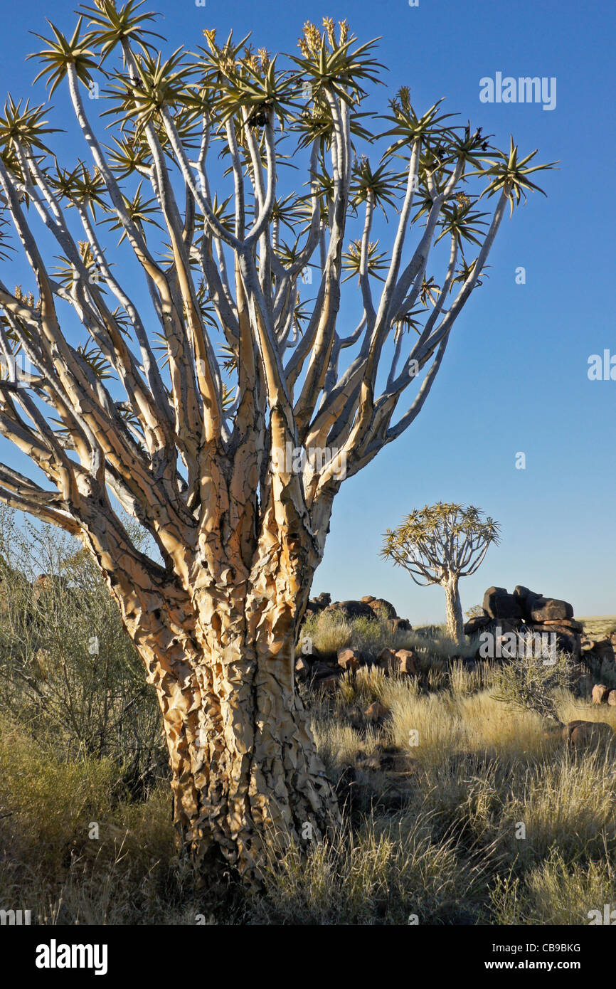 Garas quiver tree park hi-res stock photography and images - Alamy