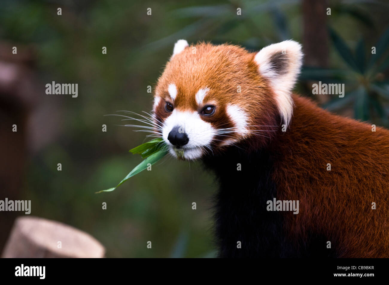 Portrait of a Red Panda Stock Photo - Alamy