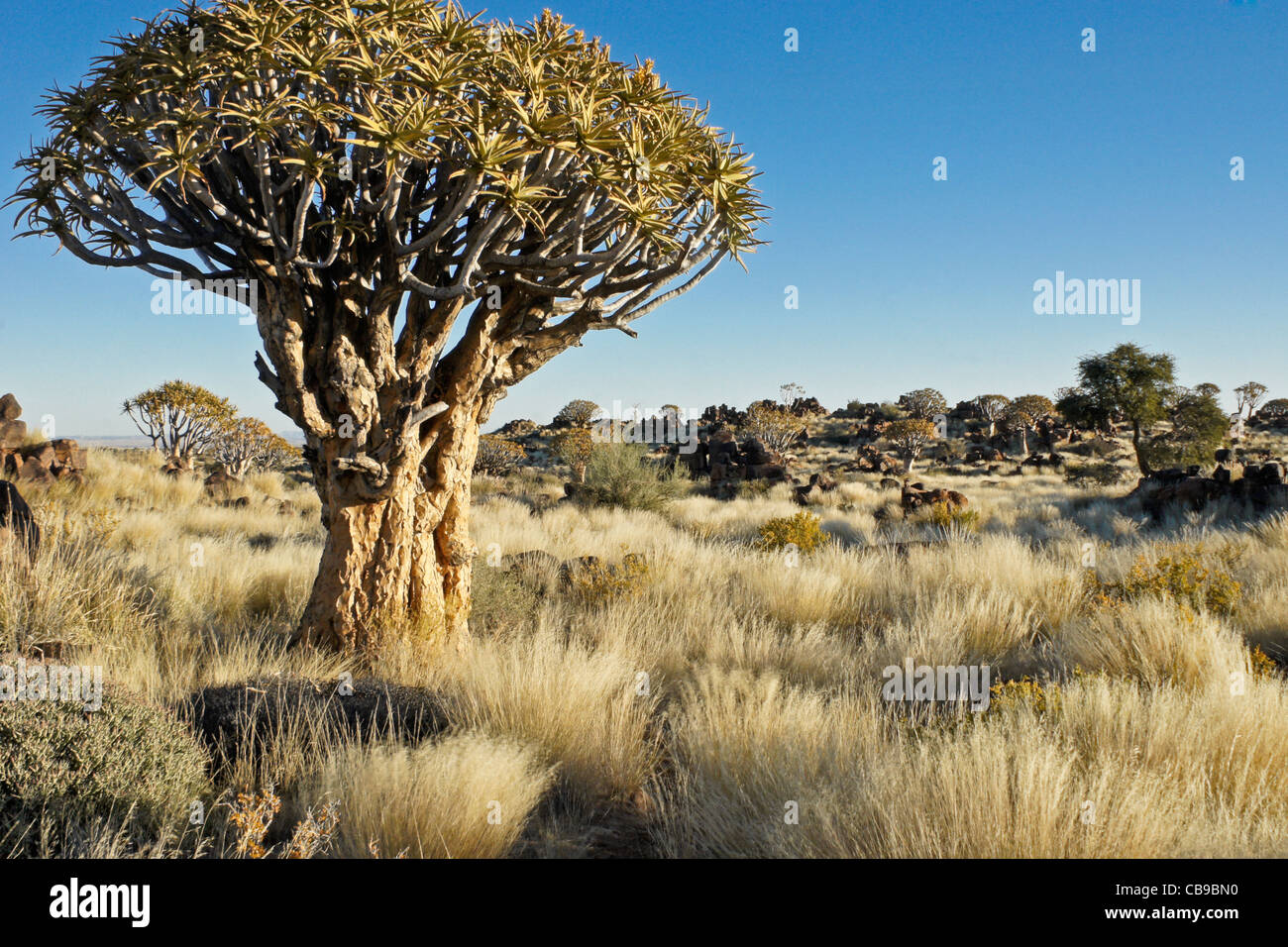 Garas quiver tree park hi-res stock photography and images - Alamy