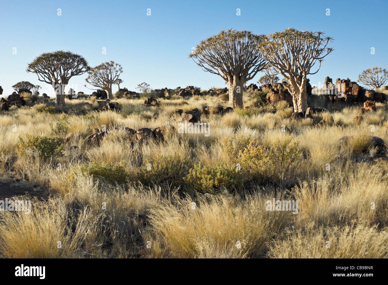 Quivertree forest at Garas Quiver Tree Park, Gariganus Farm, Namibia ...