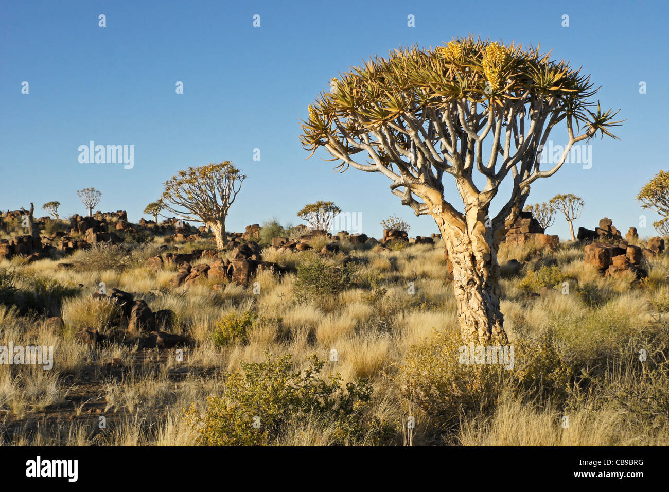 Quivertree forest at Garas Quiver Tree Park, Gariganus Farm, Namibia ...