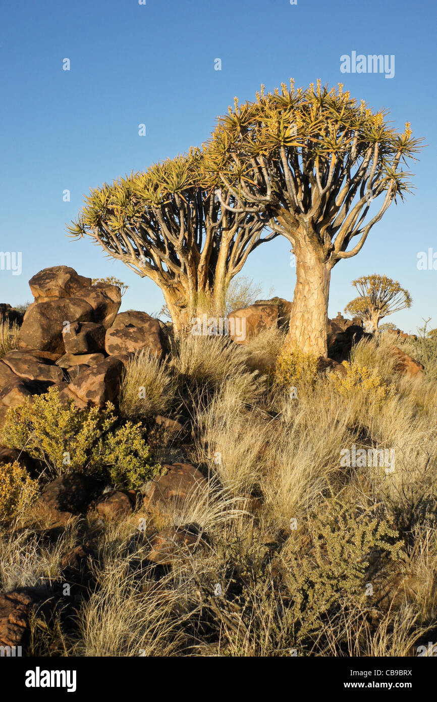 Garas quiver tree park hi-res stock photography and images - Alamy