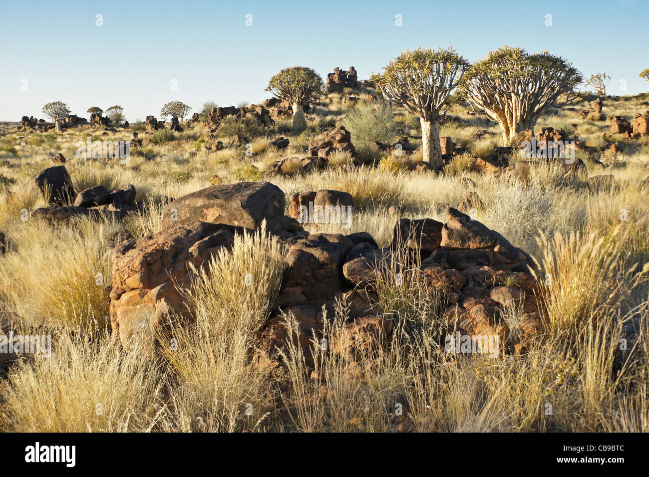Garas quiver tree park hi-res stock photography and images - Alamy