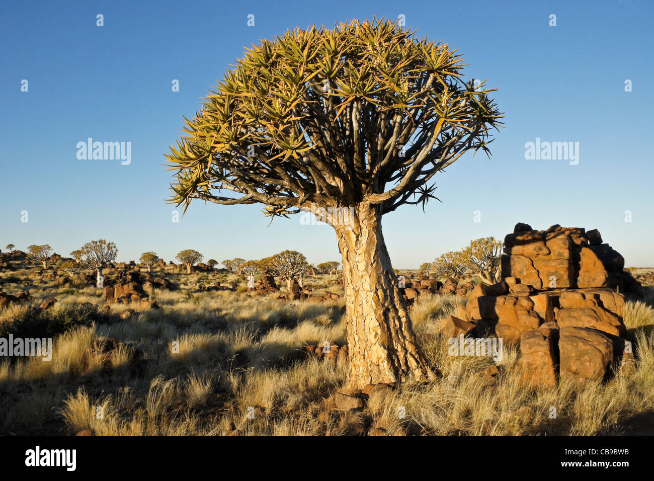 Garas quiver tree park hi-res stock photography and images - Alamy