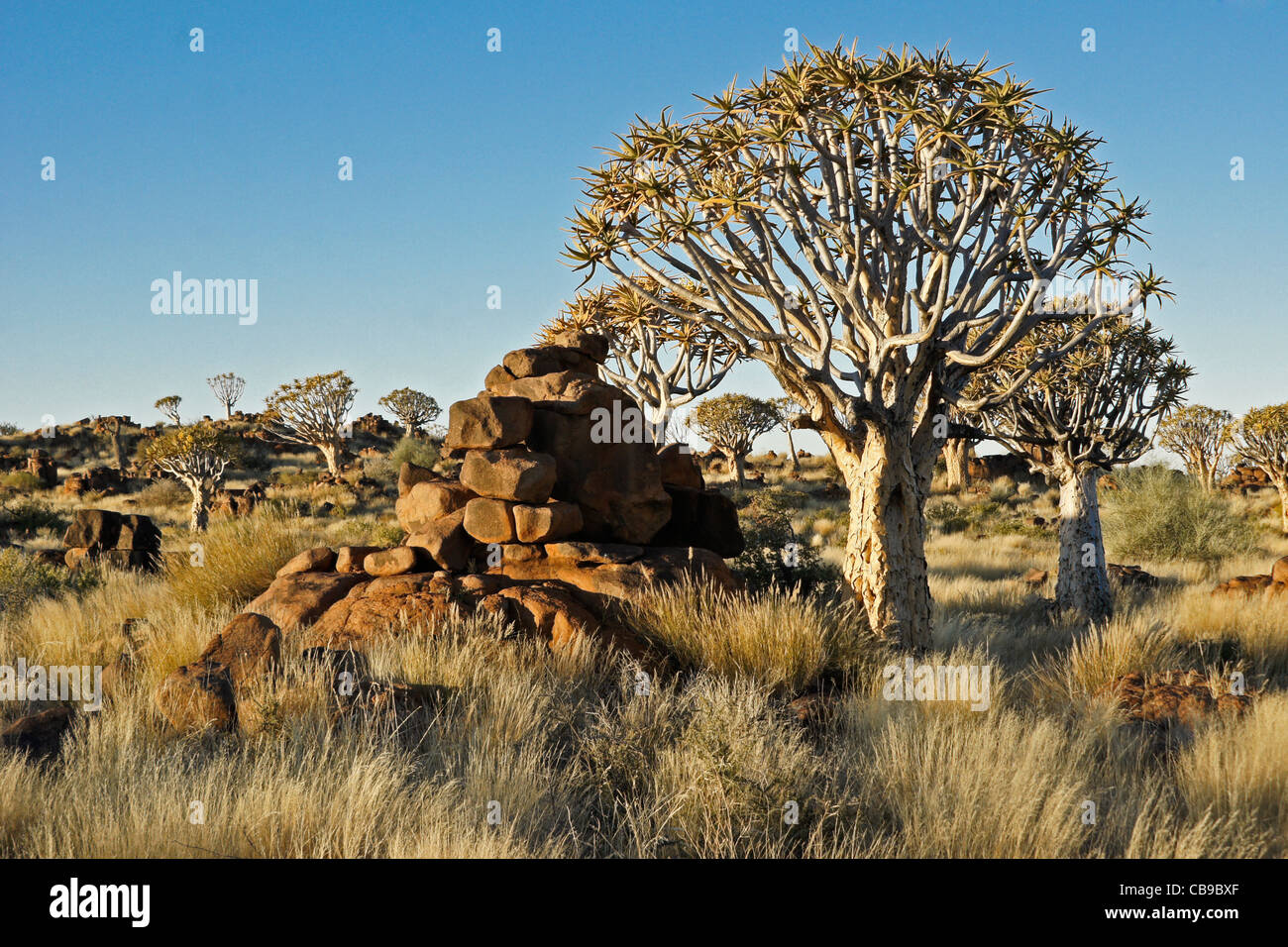 Garas quiver tree park hi-res stock photography and images - Alamy