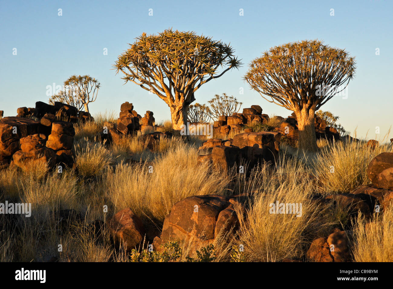 Garas quiver tree park hi-res stock photography and images - Alamy
