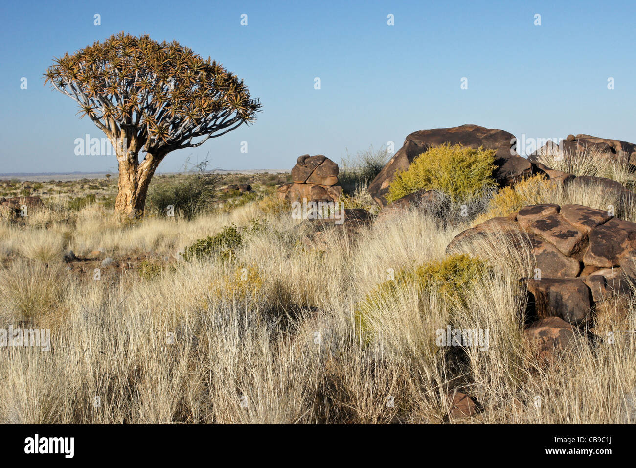 Garas quiver tree park hi-res stock photography and images - Alamy