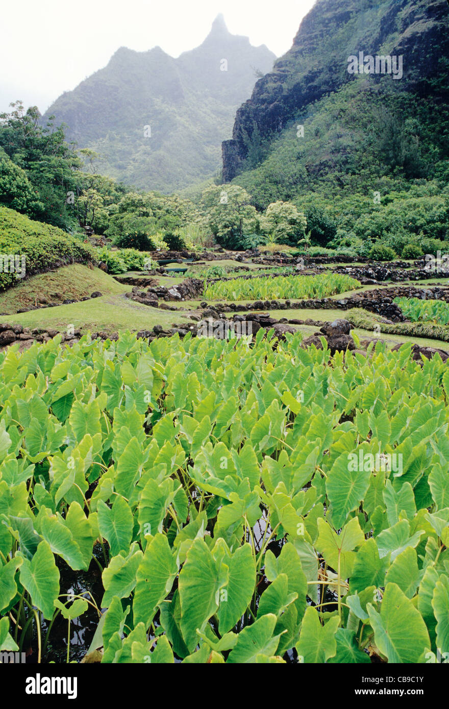 Hawaii, Kauai, National Tropical Botanical Garden, Lumahai Valley, Taro ...