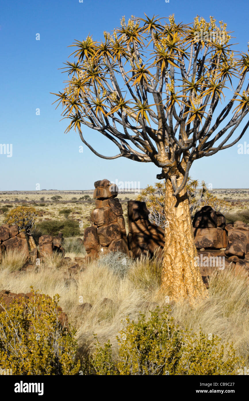 Quivertree forest at Garas Quiver Tree Park, Gariganus Farm, Namibia ...