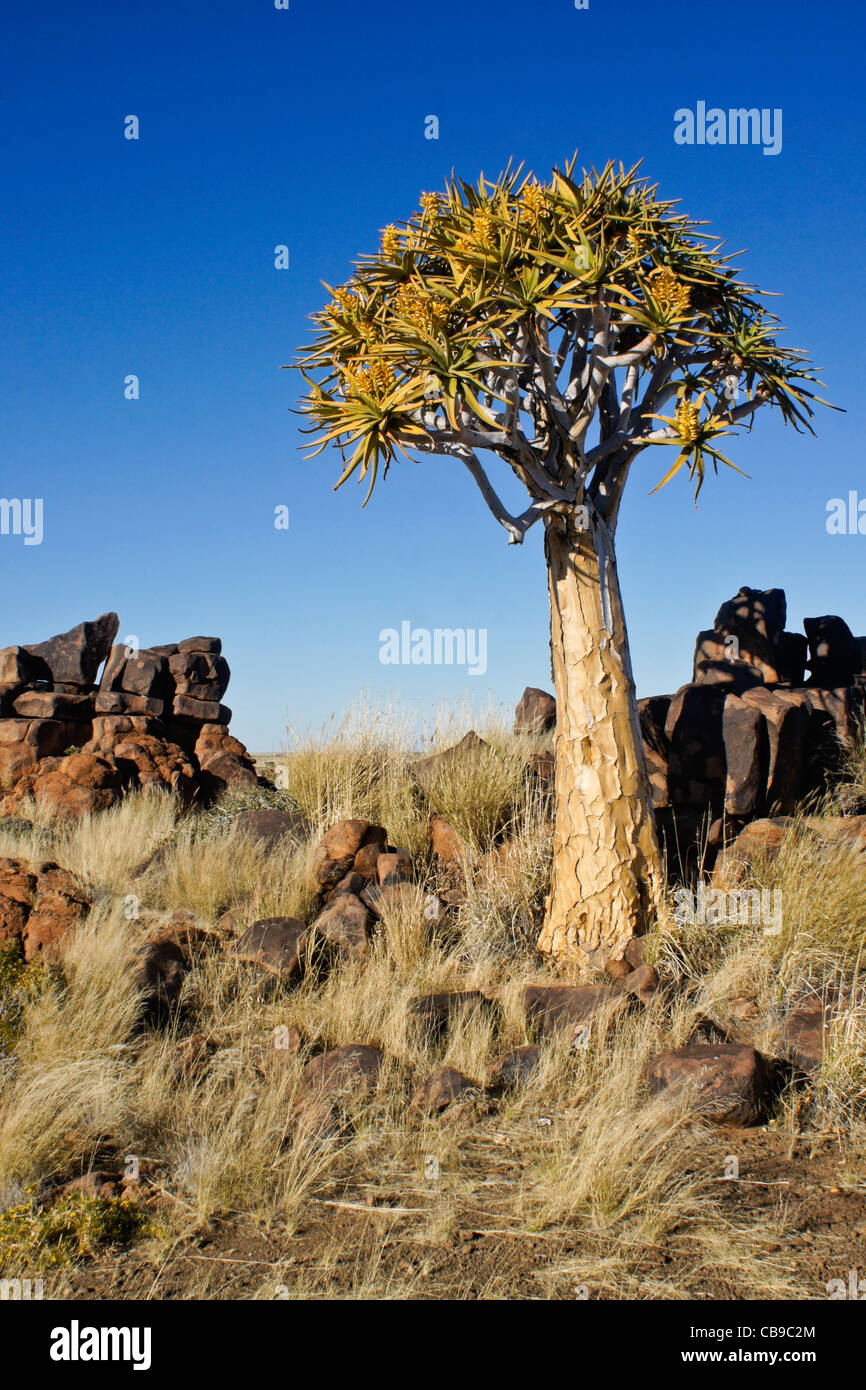 Namibia flowers blooming hi-res stock photography and images - Alamy