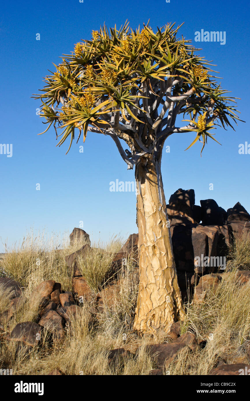 Quiver tree hi-res stock photography and images - Alamy