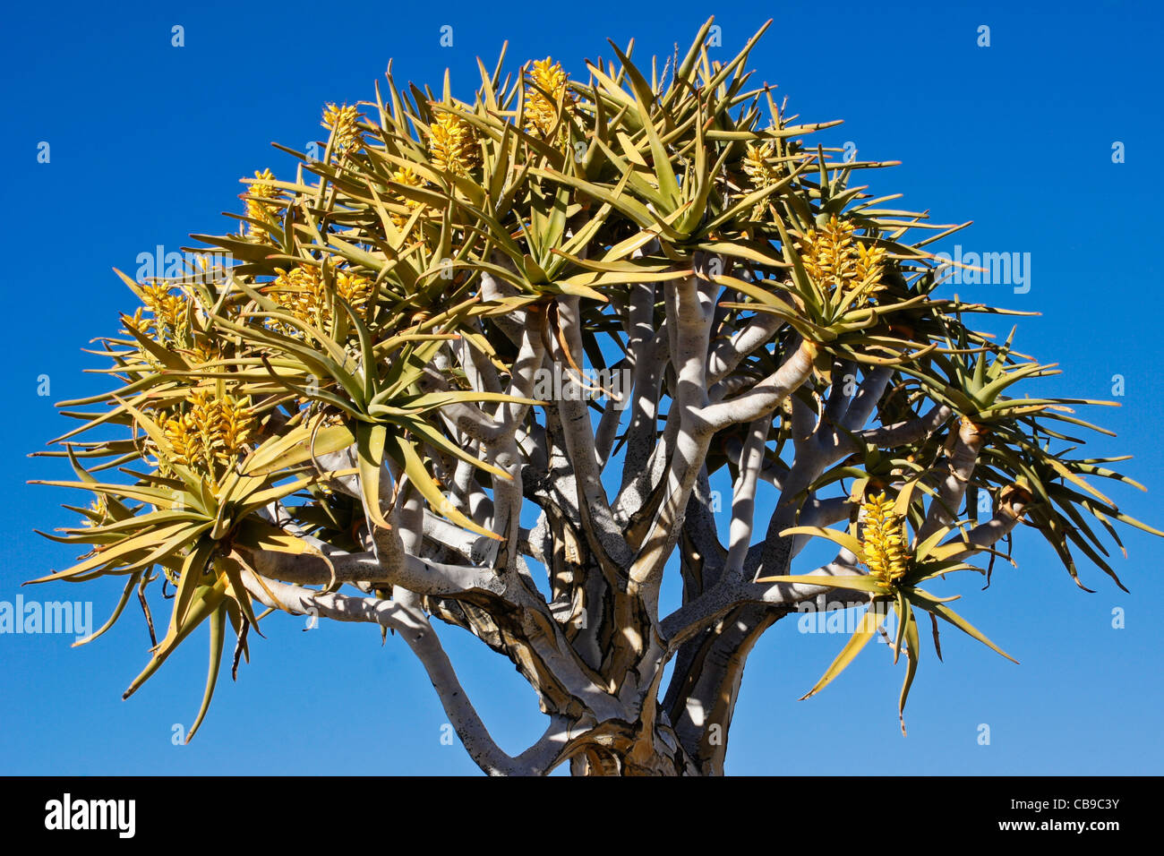 Quivertree in bloom, Namibia Stock Photo - Alamy