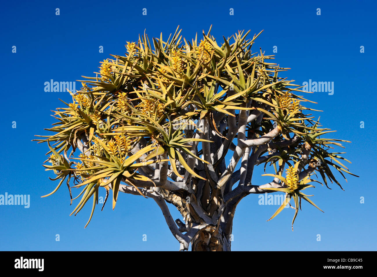 Namibia flowers hi-res stock photography and images - Alamy