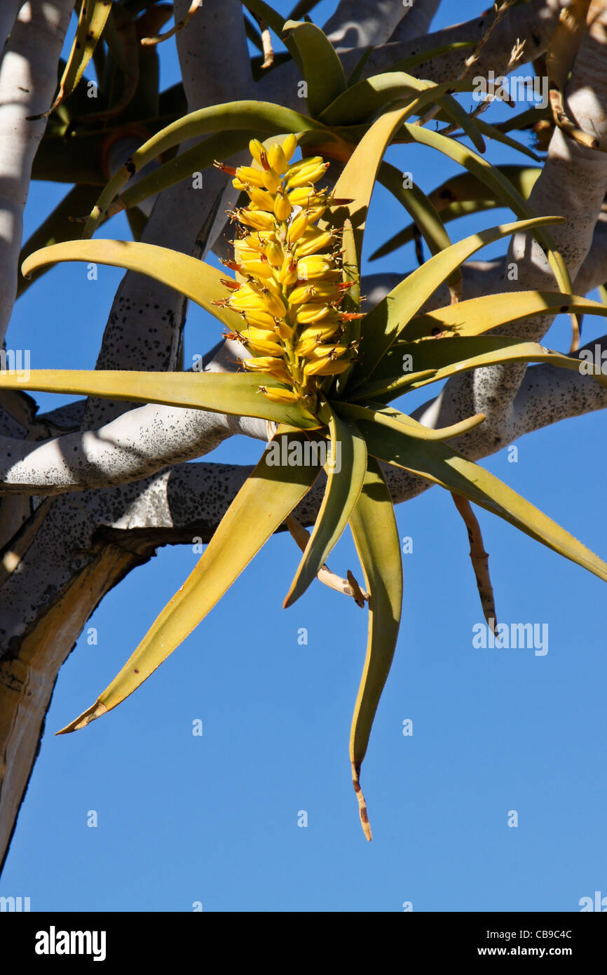 Flowering quiver trees hi-res stock photography and images - Alamy