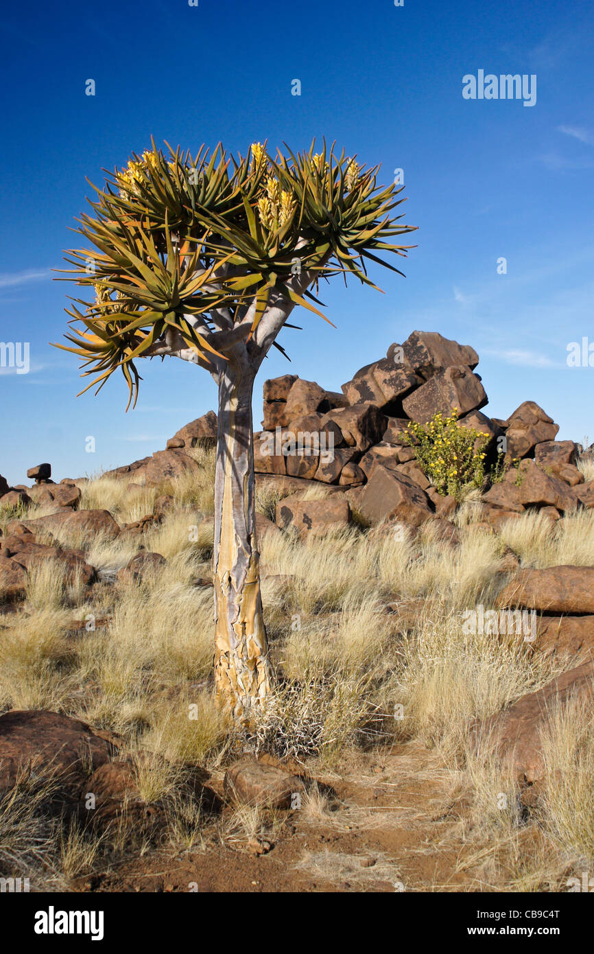 Namibia boulders quiver tree in giants hi-res stock photography and ...