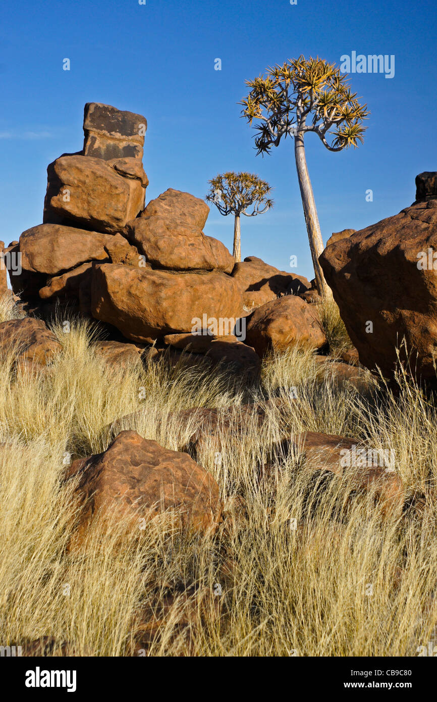 Quivertrees at Giants' Playground, Namibia Stock Photo - Alamy