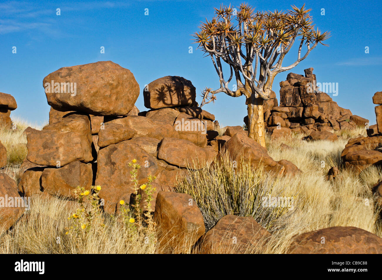 Quivertree at Giants' Playground, Namibia Stock Photo - Alamy