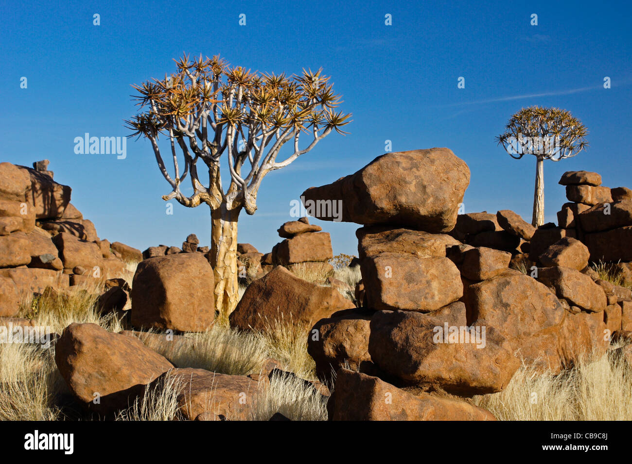 Quivertrees at Giants' Playground, Namibia Stock Photo - Alamy