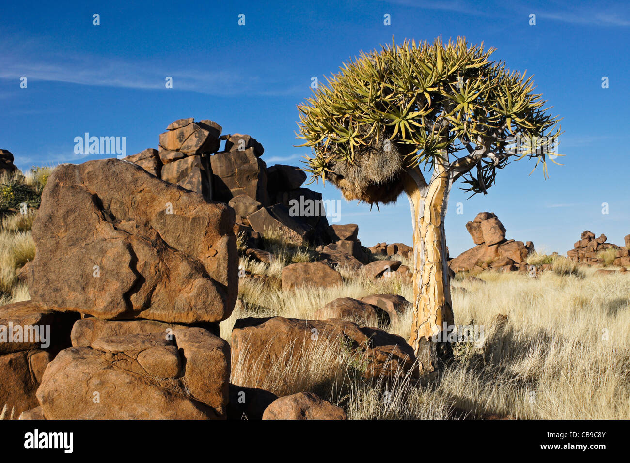 Quivertree with sociable weavers' nest, Giants' Playground, Namibia ...