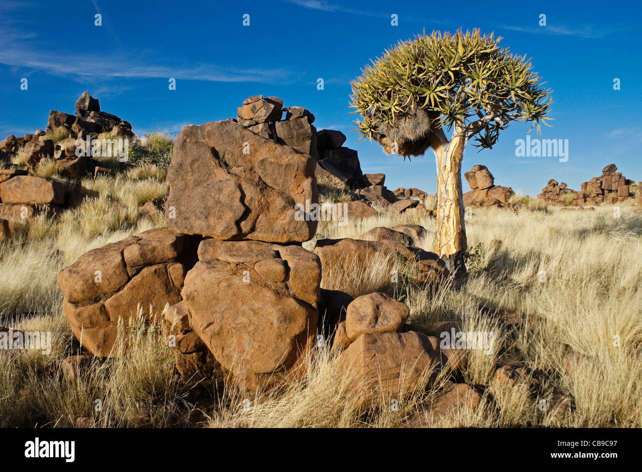 Quivertree with sociable weavers' nest, Giants' Playground, Namibia ...