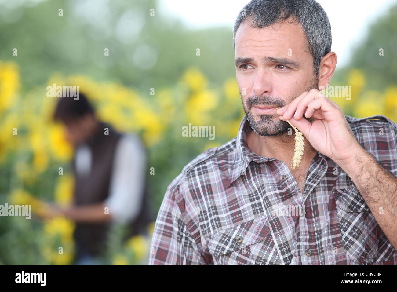 Man chewing piece of straw in a field of sunflowers Stock Photo - Alamy