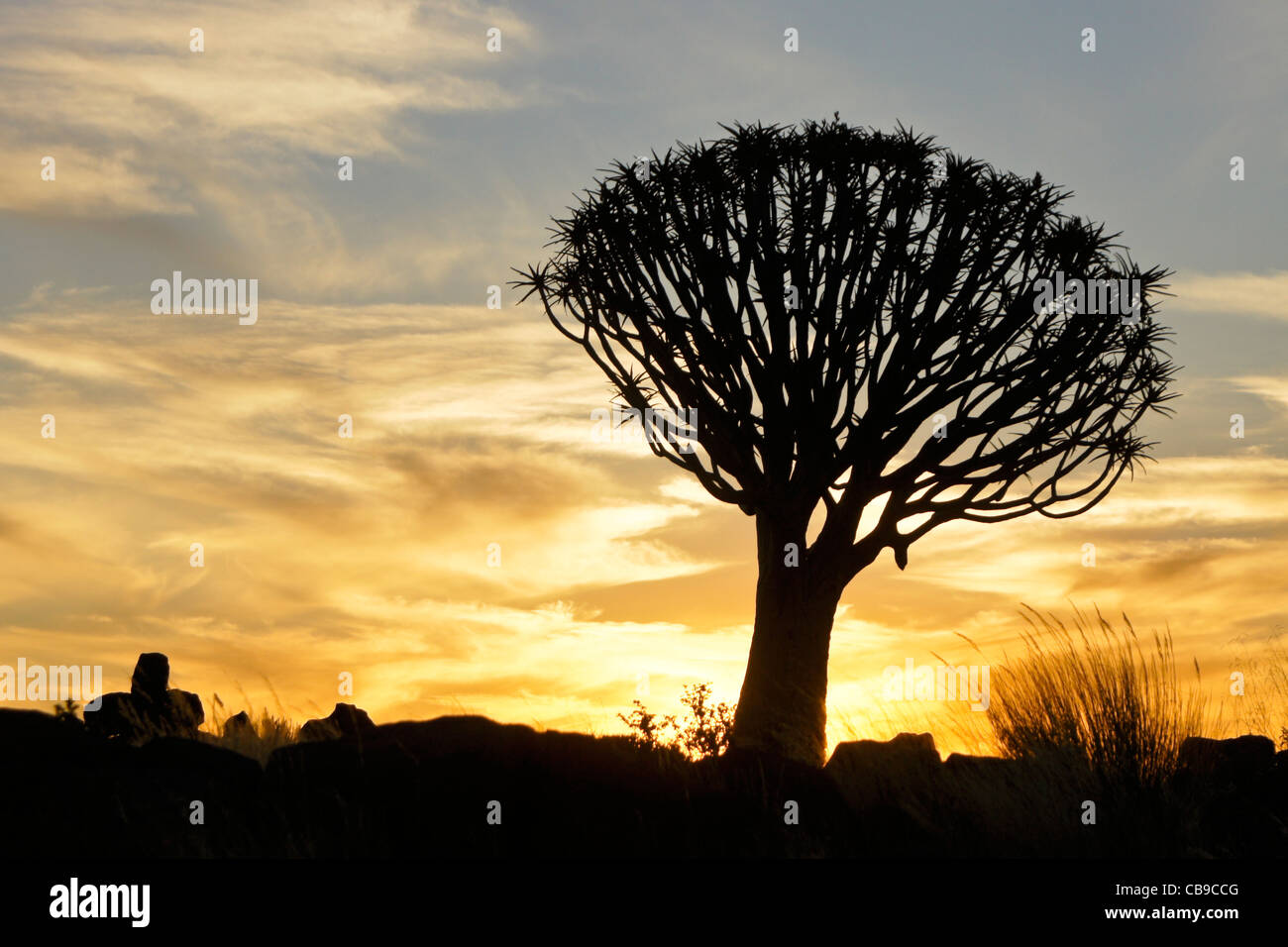 Quivertree forest at sunset hi-res stock photography and images - Alamy