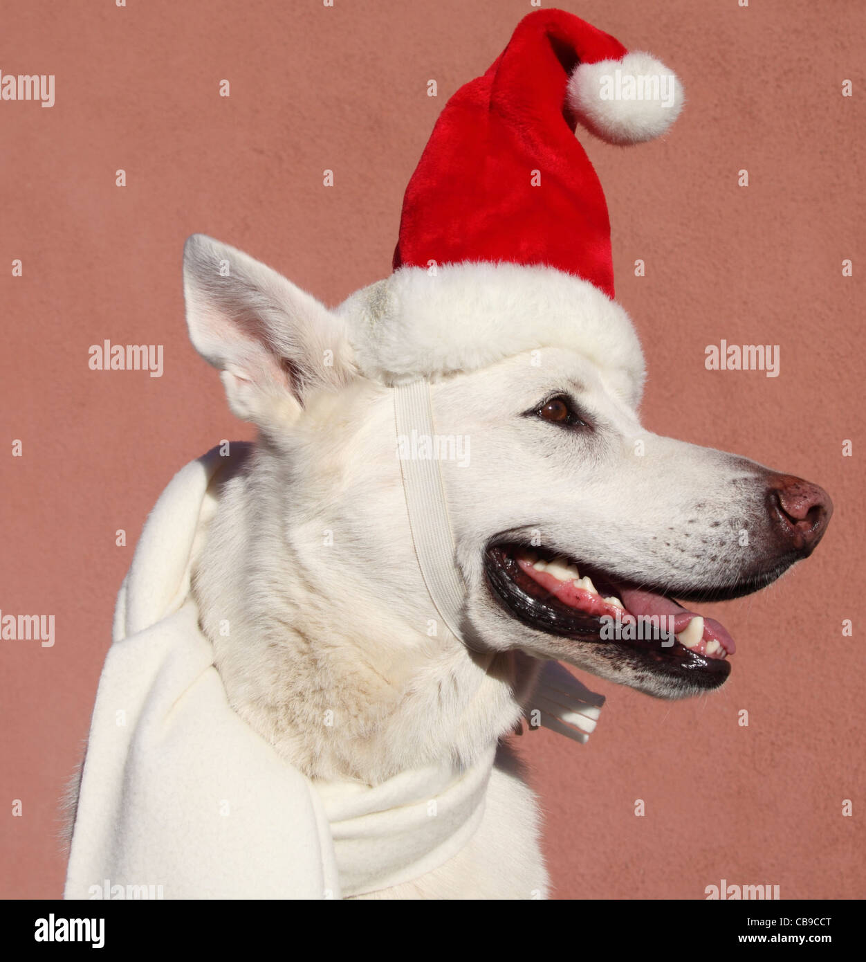 White German Shepherd wearing Santa hat and white scarf Stock Photo - Alamy