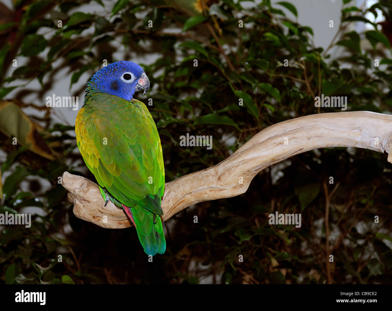 Photo of a Blue Headed Pionus, a medium parrot from South America and ...