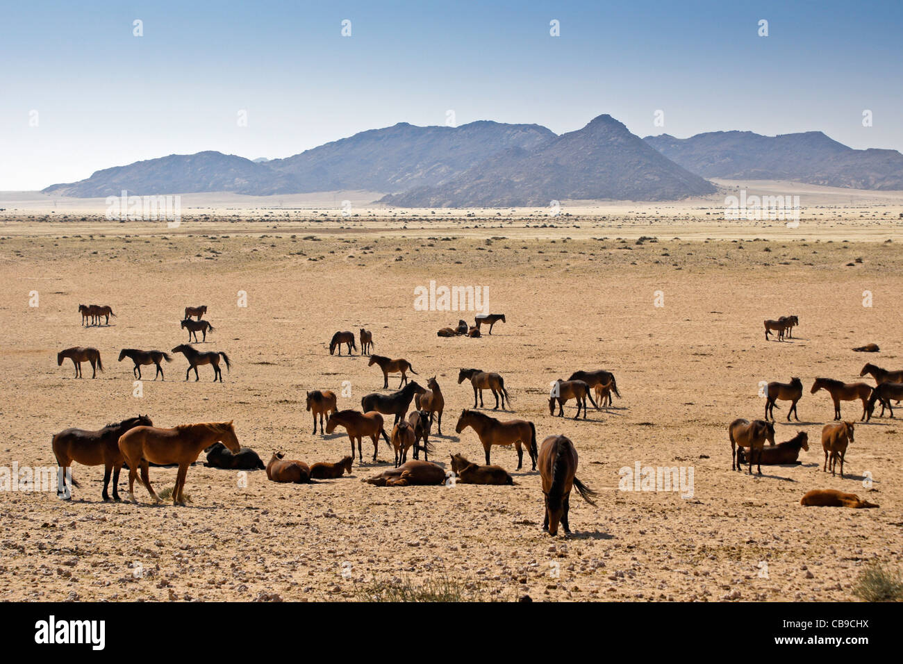 Garub Namib feral horses near Aus, Namibia Stock Photo - Alamy