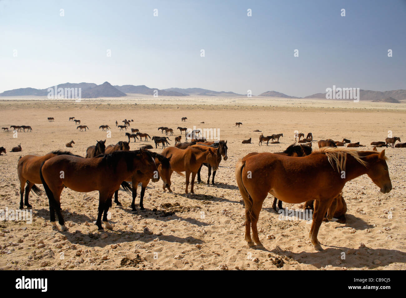 Garub Namib feral horses near Aus, Namibia Stock Photo - Alamy