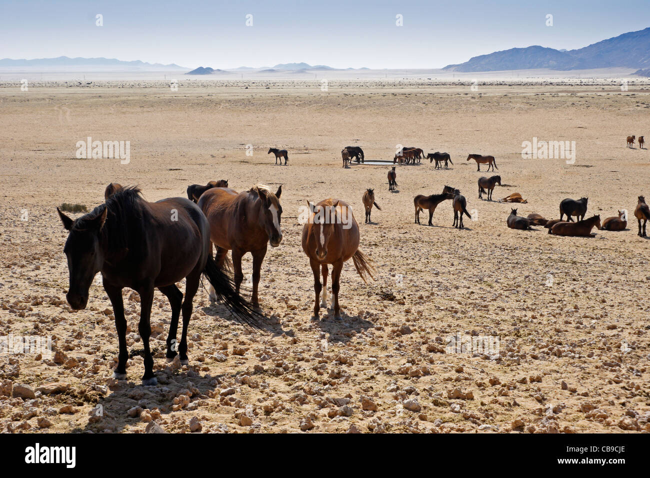 Garub Namib feral horses near Aus, Namibia Stock Photo - Alamy