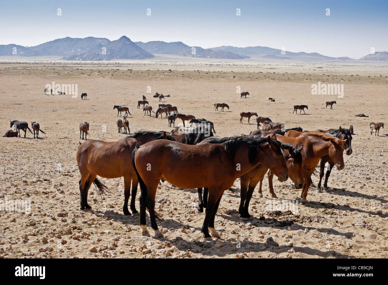Garub Namib feral horses near Aus, Namibia Stock Photo - Alamy