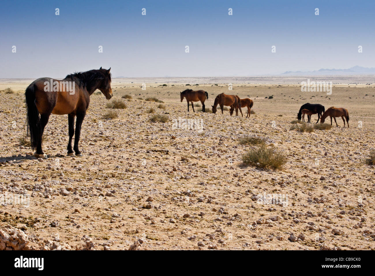 Garub Namib feral horses near Aus, Namibia Stock Photo - Alamy
