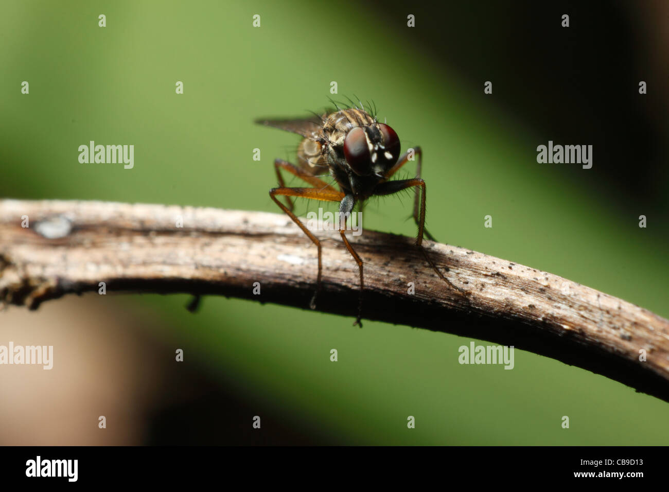 Branch insects hi-res stock photography and images - Alamy