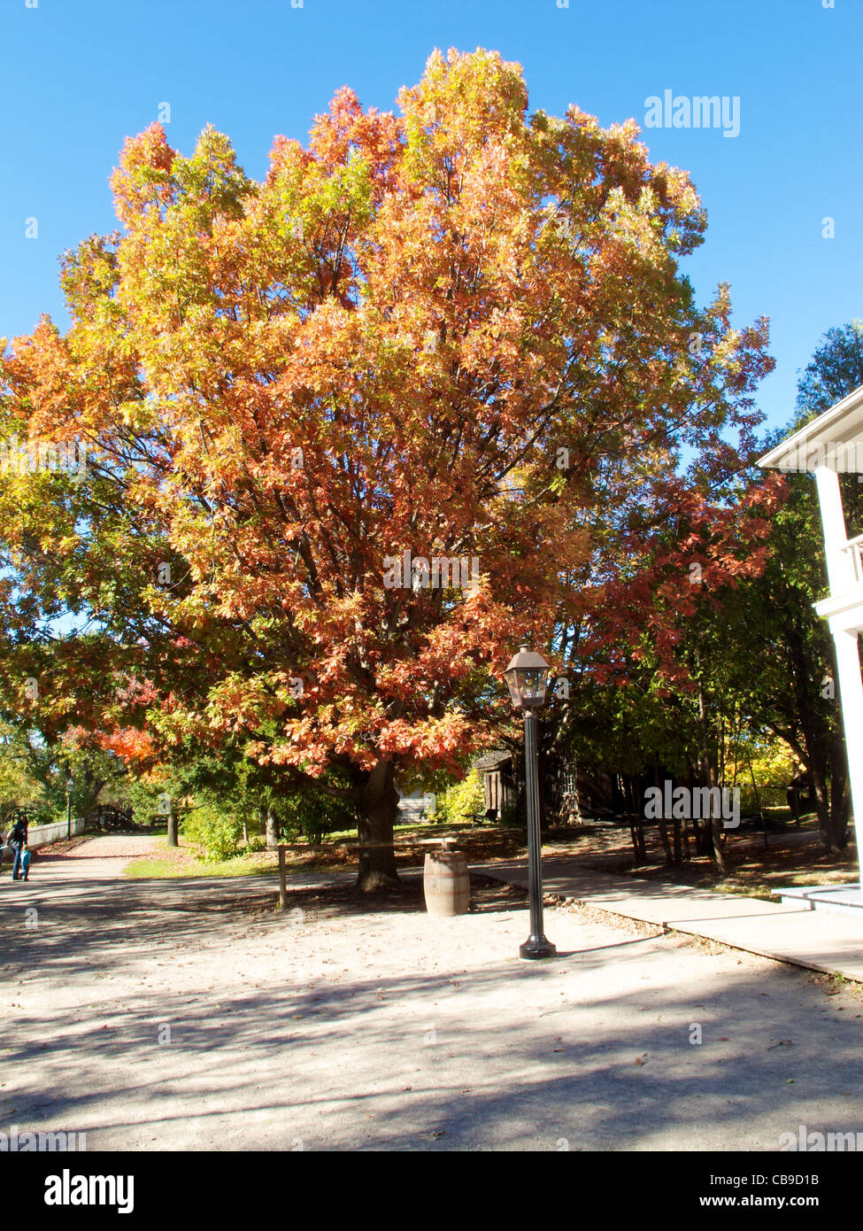 Autumn (Fall) Tree Colours at Black Creek Pioneer Village in Toronto ...