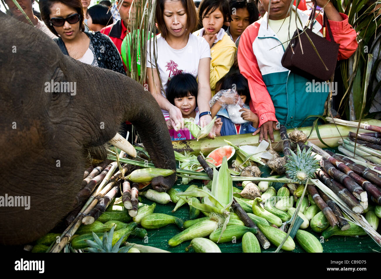 The Elephant buffet in Surin Stock Photo - Alamy