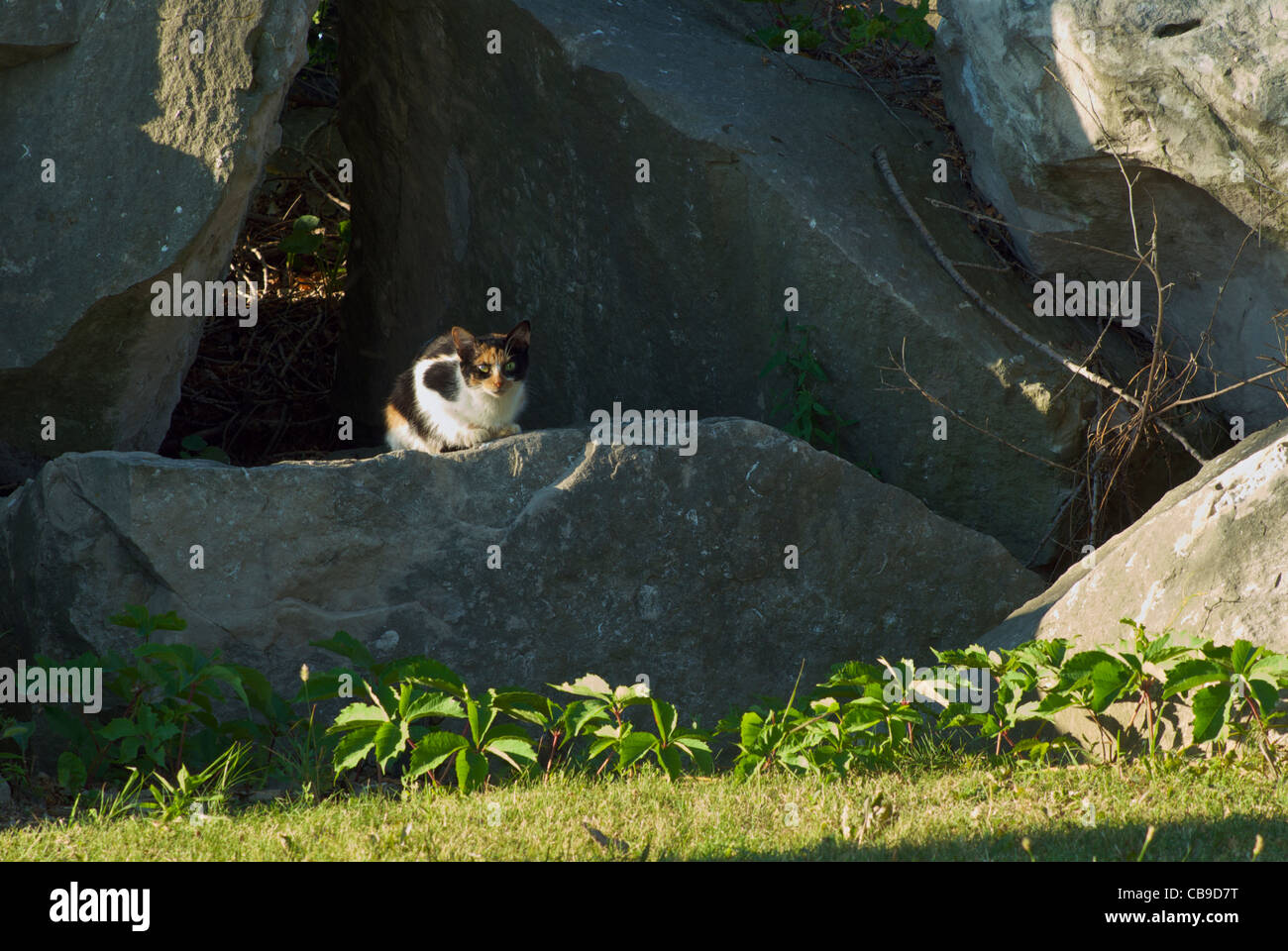 cat on a rock Stock Photo - Alamy
