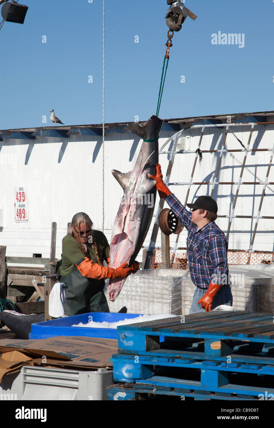 Fisherman unload a fresh caught shark, Morro Bay, California, US Stock ...