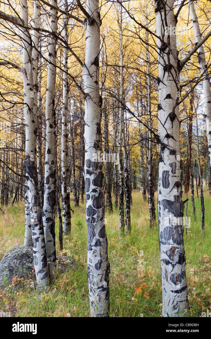 White bark of aspen trees growing in a grassy meadow in autumn at Rocky ...