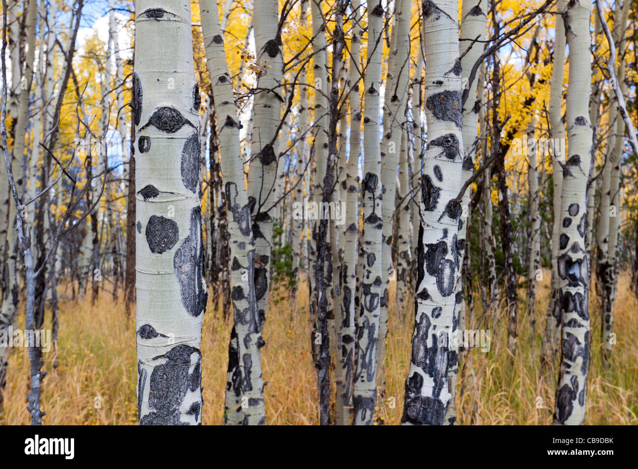 Closeup of white bark of aspen trees growing in a meadow in autumn at ...