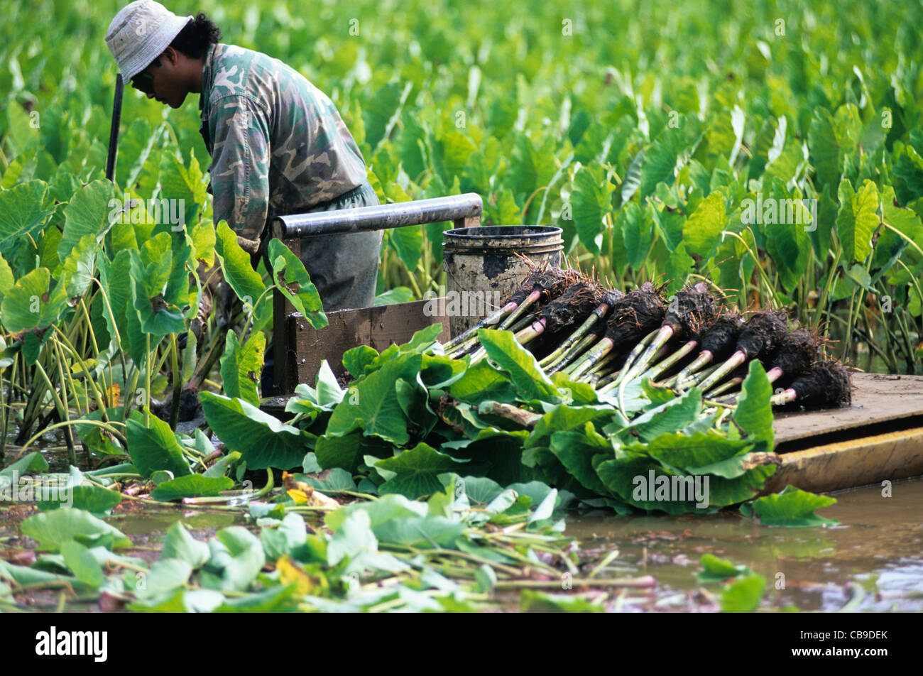 Hawaii, Kauai, Hanalei Taro Patches, Hanalei Valley, Kalo, Haloa(taro ...