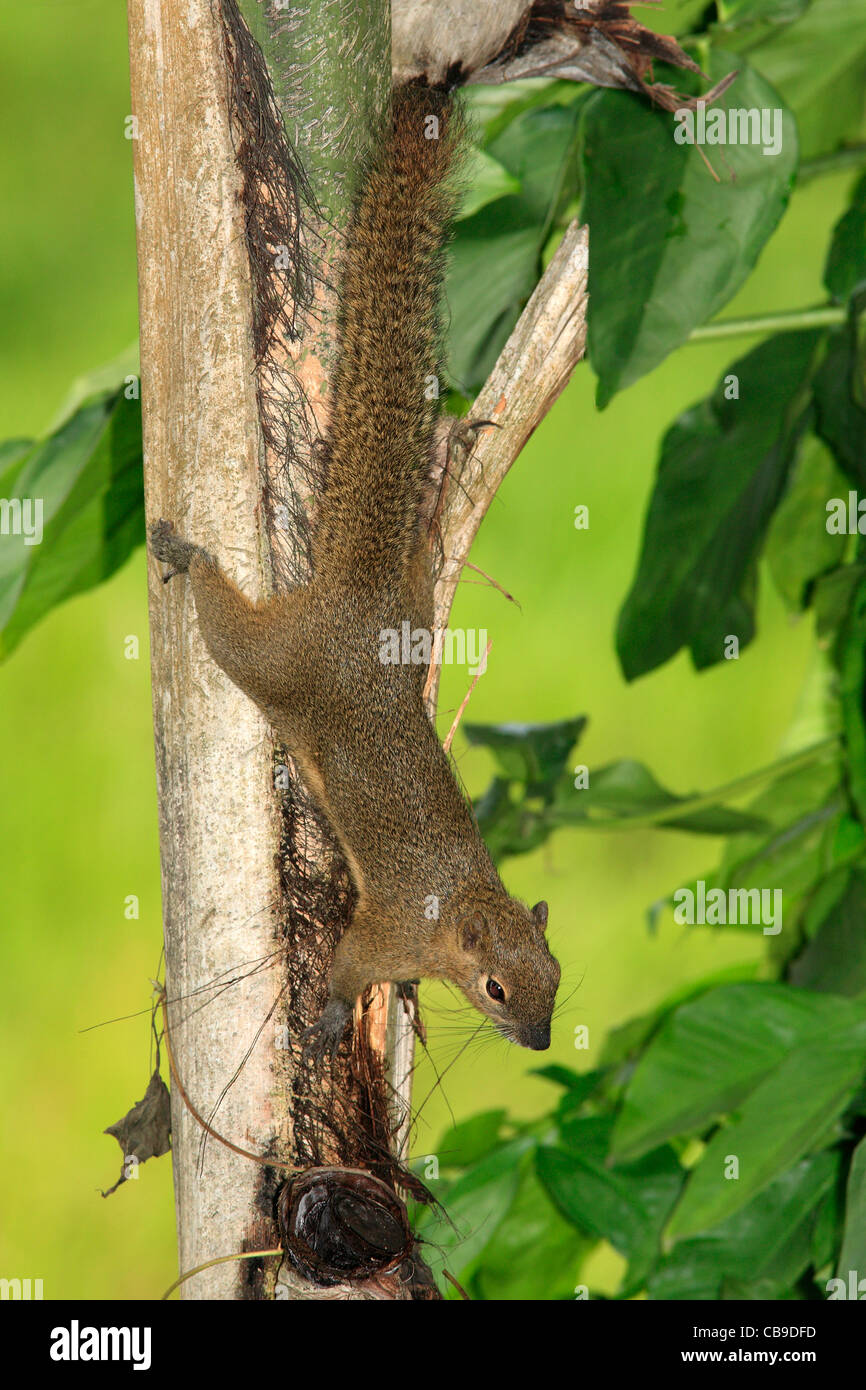 Balinese Plantain Squirrel, Callosciurus notatus. Ubud, Bali, Indonesia ...
