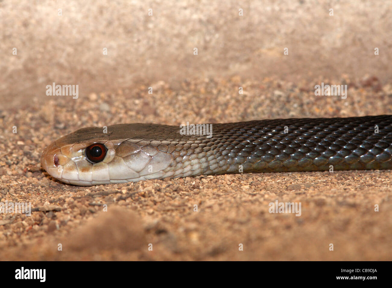 Coastal Taipan, Oxyuranus scutellatus. This snake is the third most ...