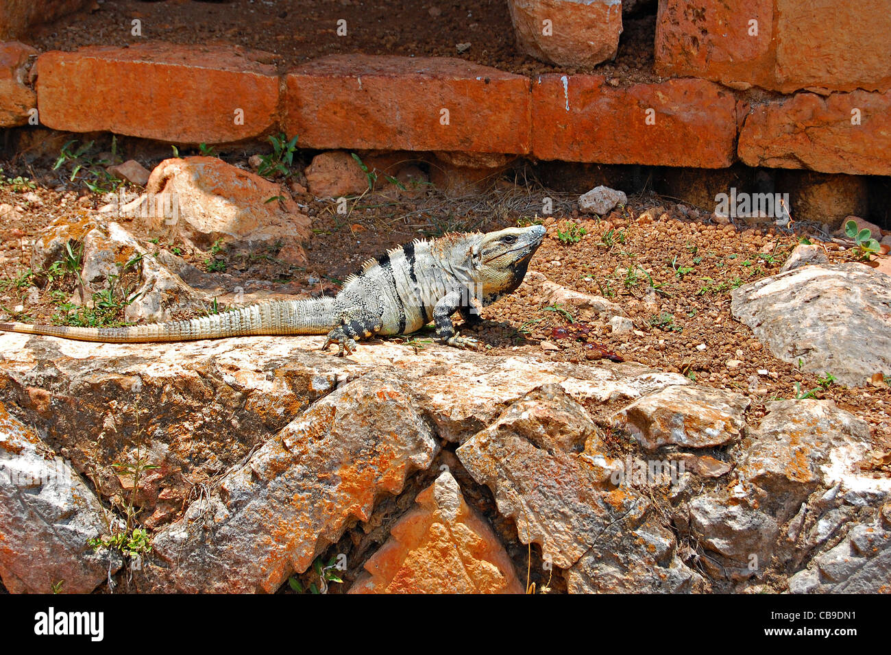 Mayan Ruins at Labna, Yucatan, Mexico Stock Photo - Alamy