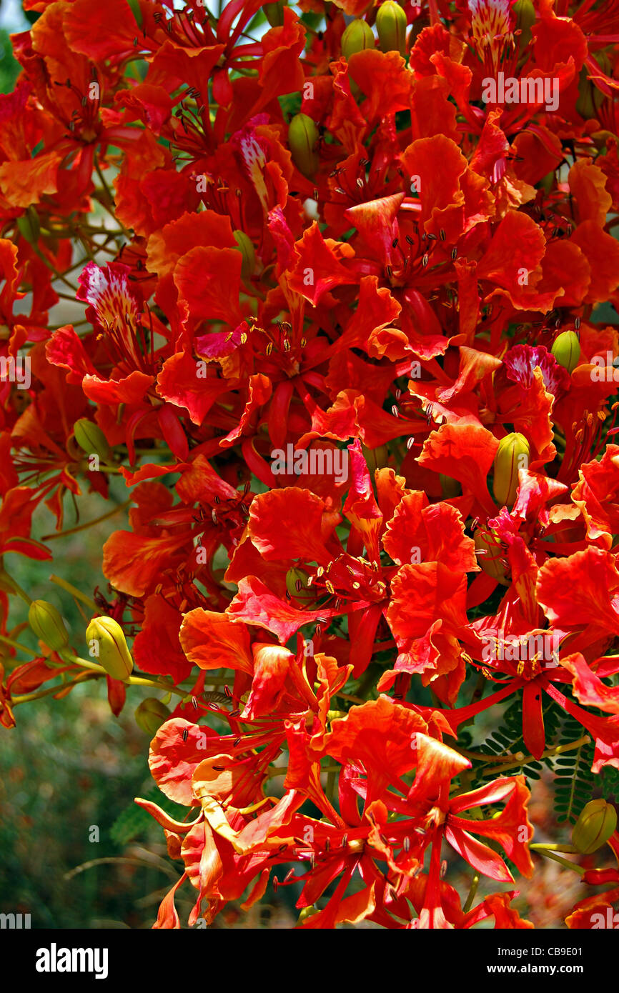 Tamarind Flowers on Ruta Puuc, Yucatan, Mexico Stock Photo - Alamy