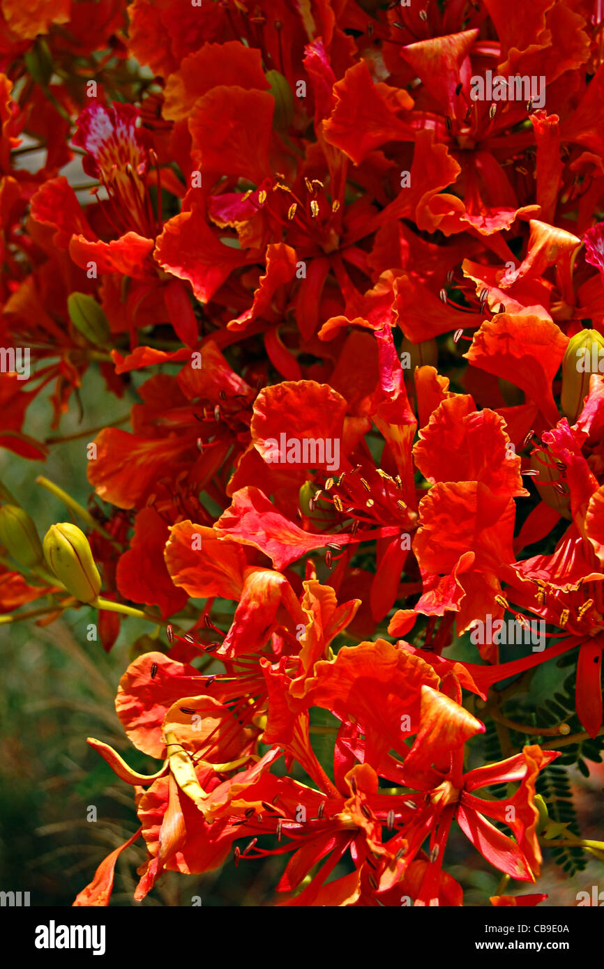 Tamarind Flowers on Ruta Puuc, Yucatan, Mexico Stock Photo - Alamy