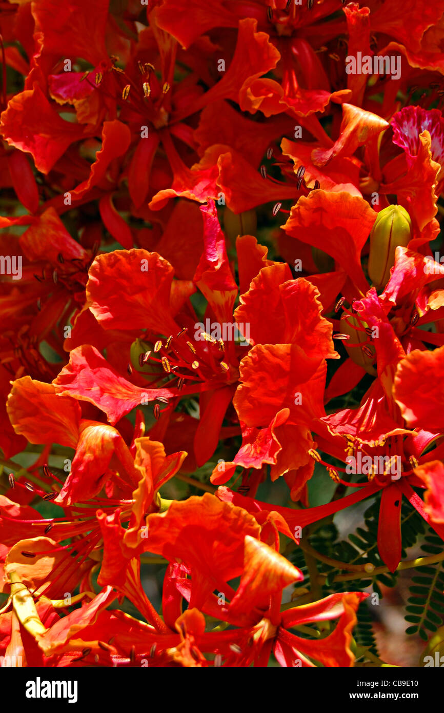 Tamarind Flowers on Ruta Puuc, Yucatan, Mexico Stock Photo - Alamy