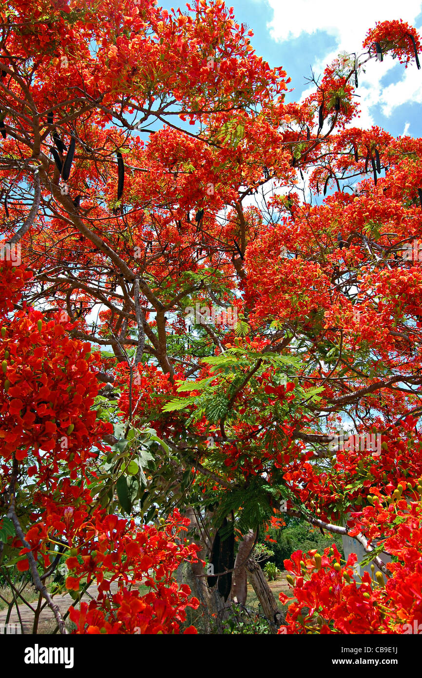 Tamarind Flowers on Ruta Puuc, Yucatan, Mexico Stock Photo - Alamy